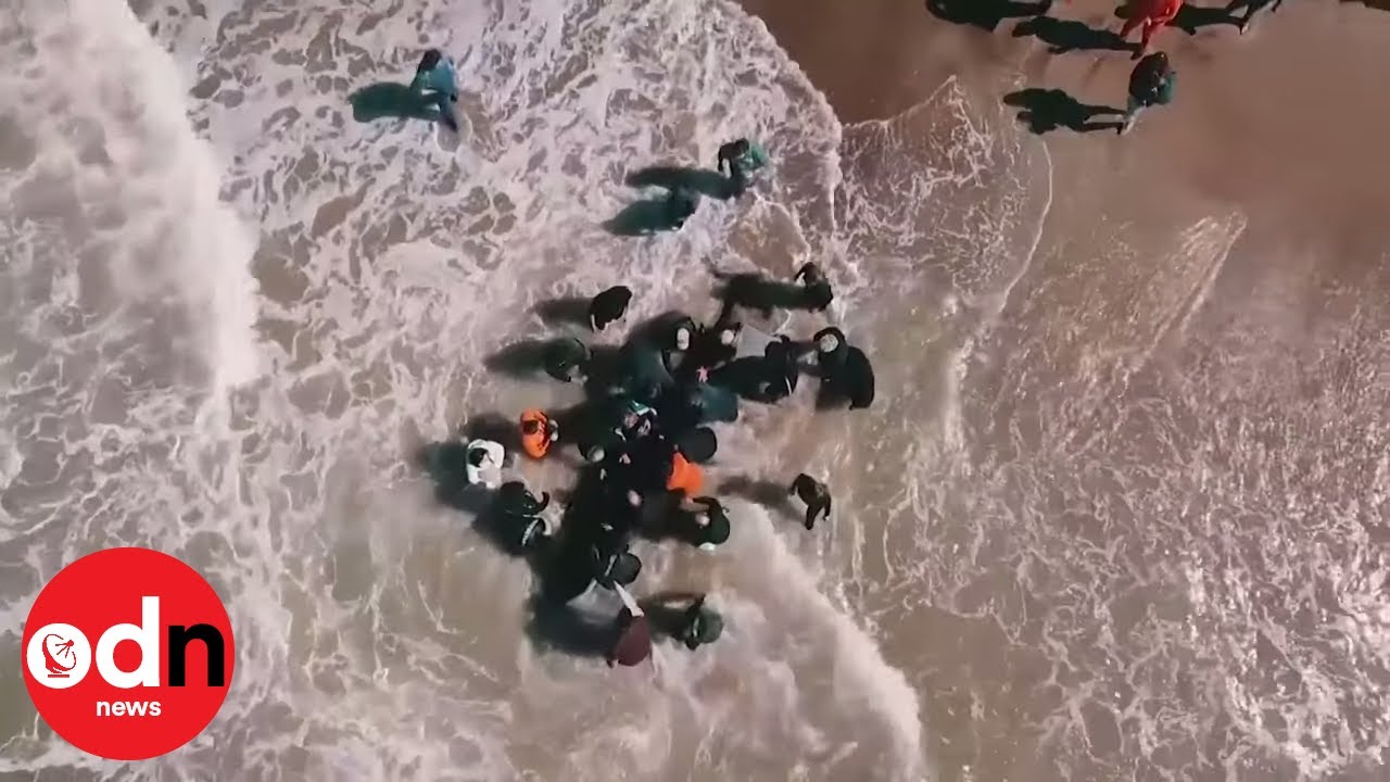 Drone Footage Shows Dramatic Orca Rescue on Argentine Beach - YouTube