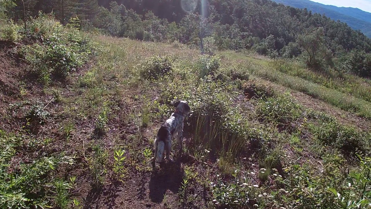 Lilly - setter su terza starna - YouTube