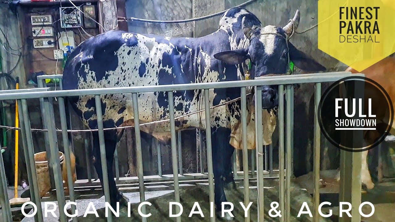 Fantastic Pakra Deshal Bull | Osthir Pakra Deshal Bull | Showtime ...