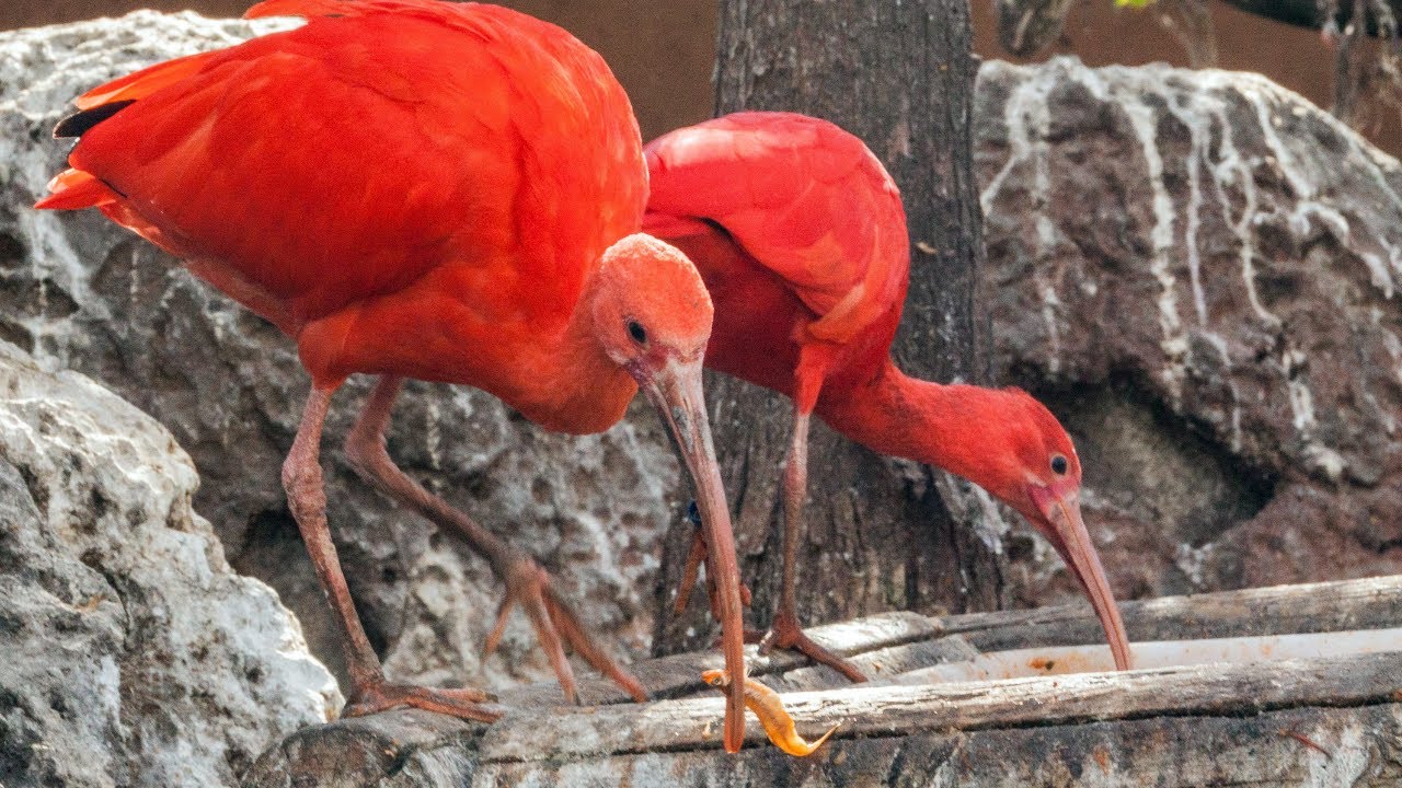 Top 5 Ibis Bird Facts | Bird Facts | Large Flock | Colorful Birds ...