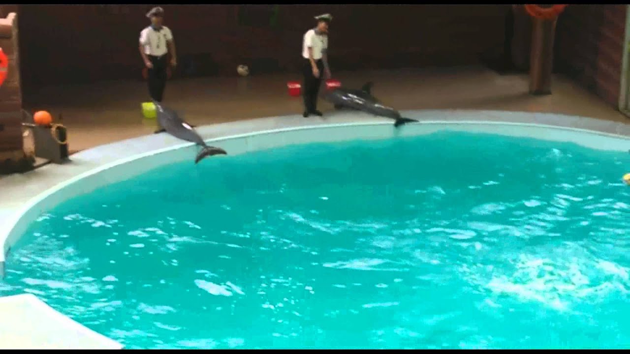show dolphin playing football - YouTube
