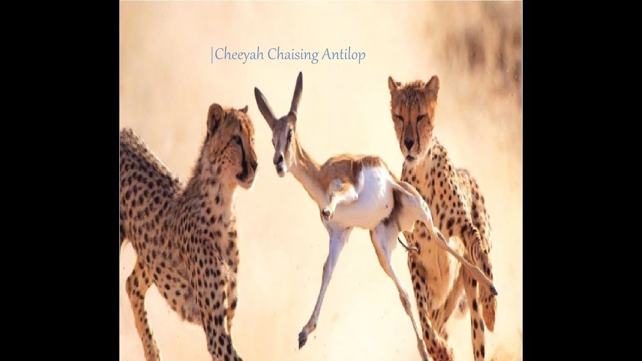 Cheetah chasing Antelope and Man Joke Best Video of 2017 : By Qazi ...