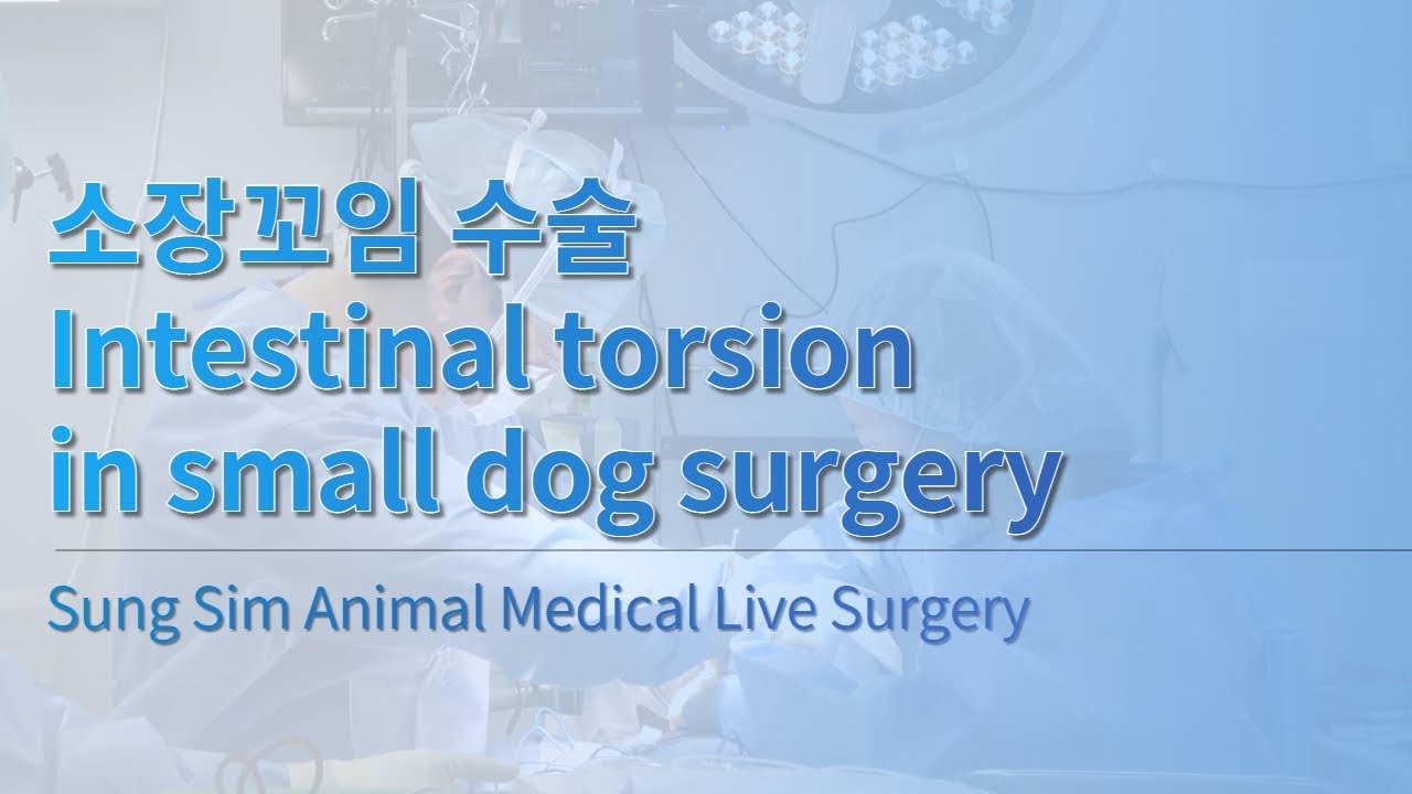 [Warning] For vet 소장꼬임 수술 Intestinal torsion in small dog surgery - YouTube