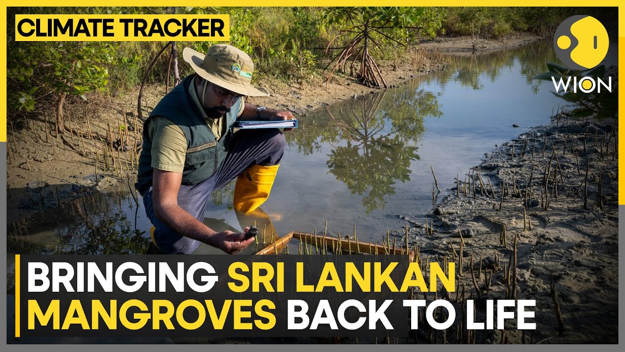 UNEP lauds Sri Lanka's mangrove regeneration initiative | WION Climate Tracker - YouTube