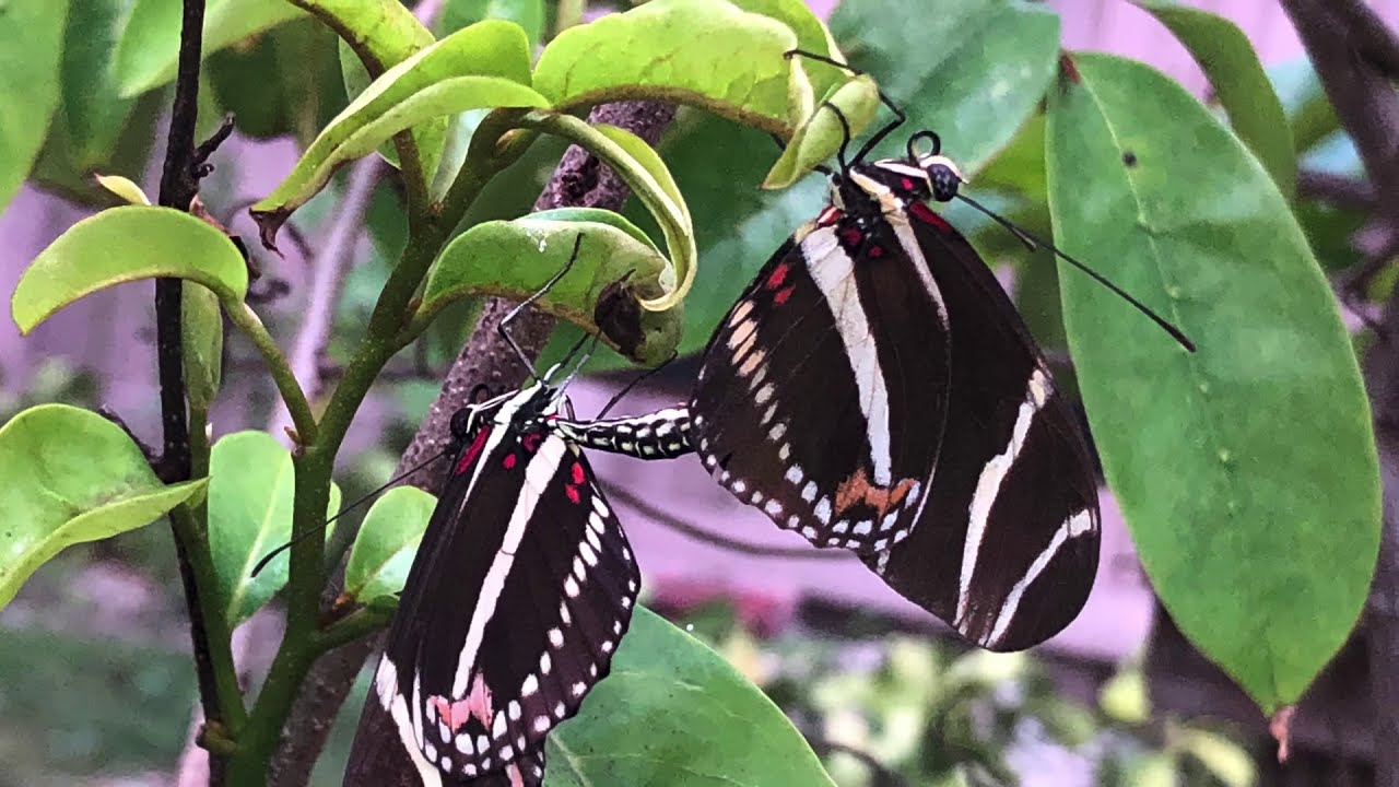 APAREAMIENTO ,CORTEJO DE LAS MARIPOSAS ZEBRA HELICONIA ,CEBRA HELICONIA ...