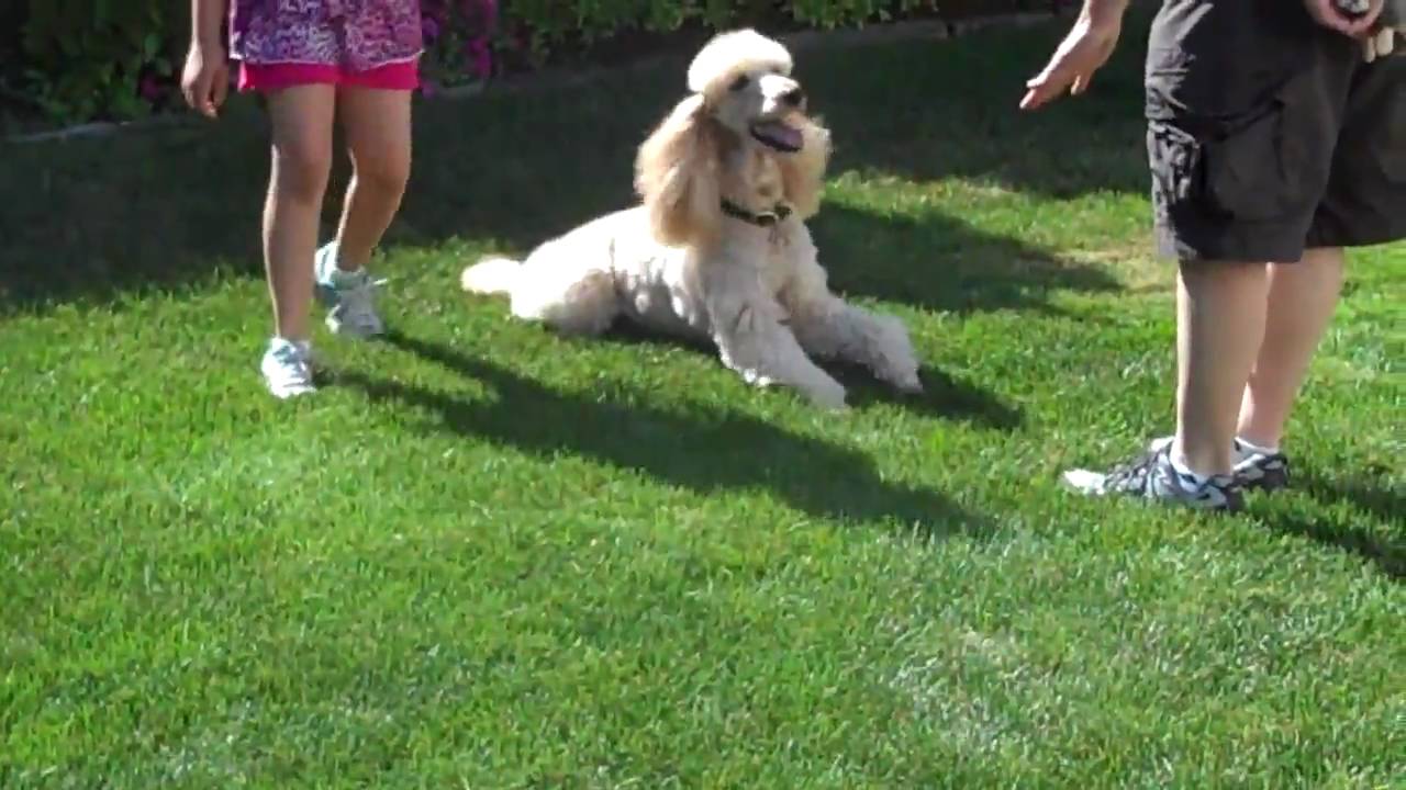Standard Poodle Tricks Go Find it - YouTube
