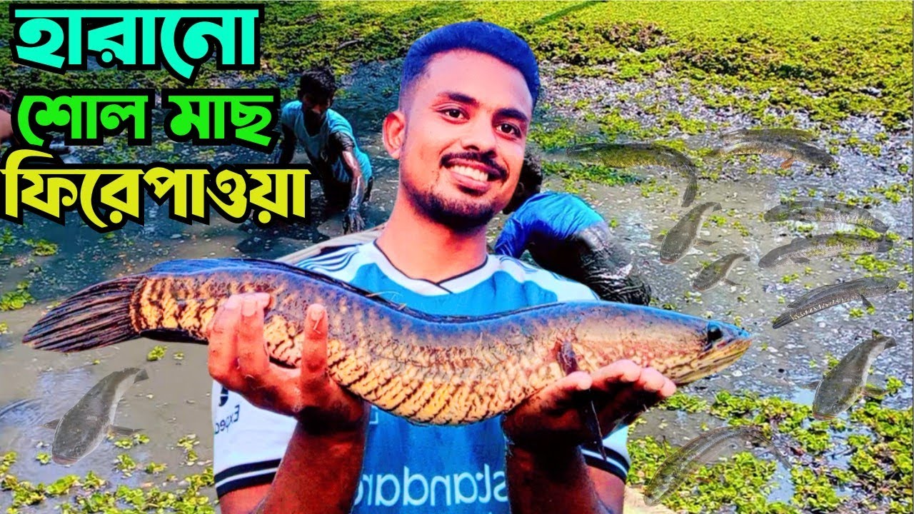 বড় দেশি শোল মাছ। আধুনিক পদ্ধতিতে শোল মাছ চাষ। snakehead fish farming ...