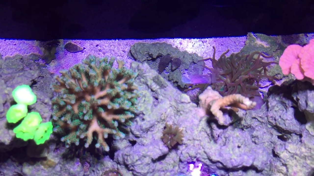 Coral show suggestions and placement - YouTube