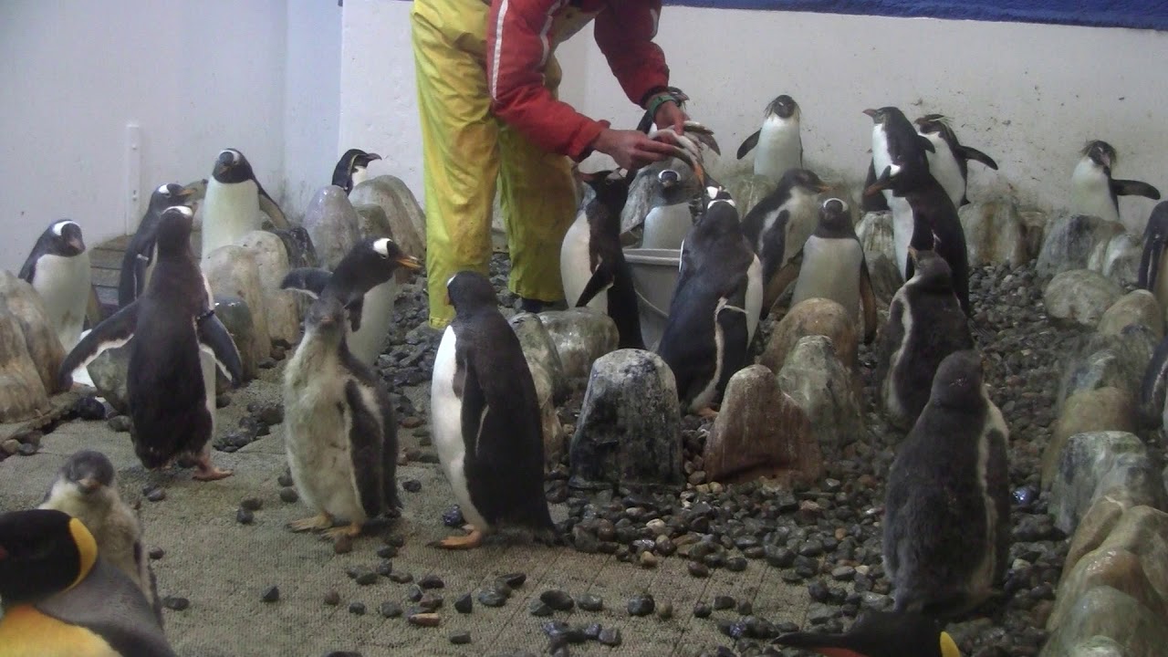 #1-22 Dec 2017 penguin at Adventure world, Japan - YouTube