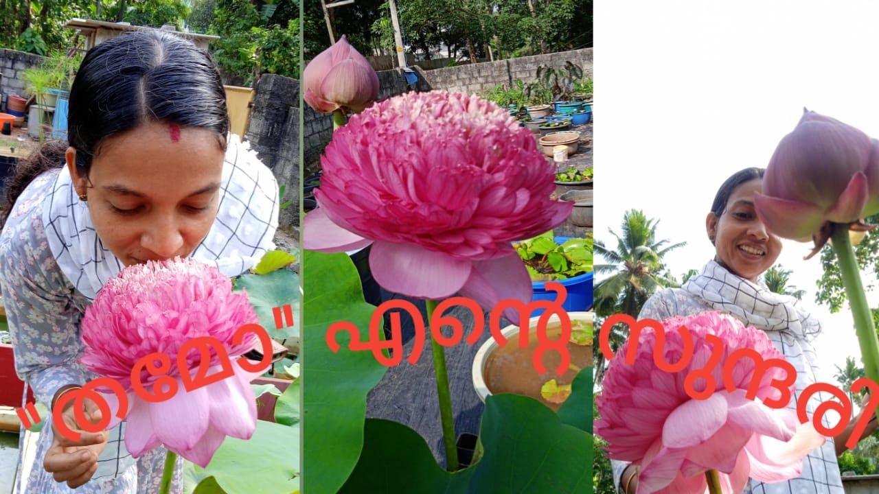 "Thamo "Lotus - YouTube