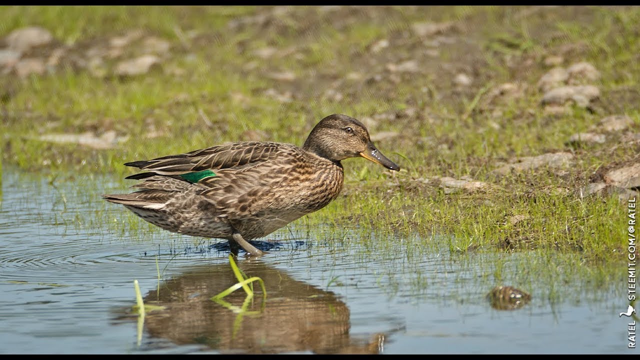 The Eurasian teal, common teal, or Eurasian green-winged teal (Anas ...