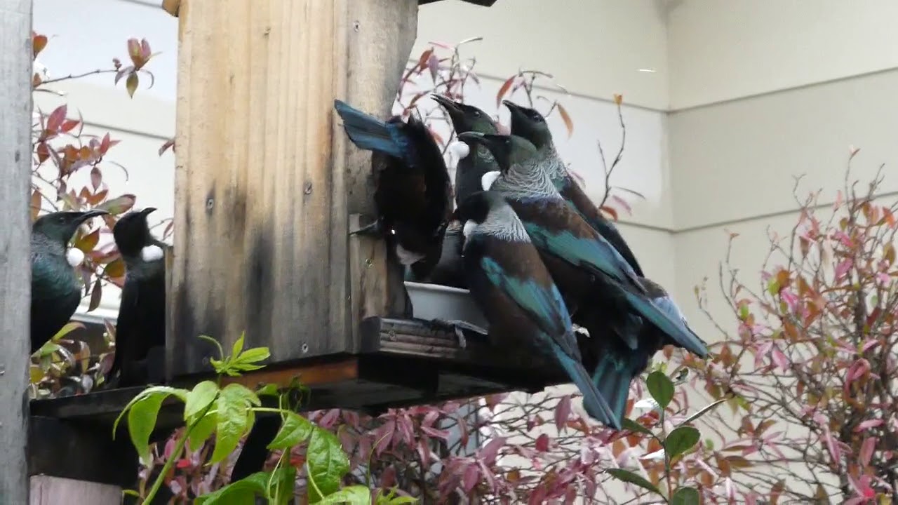 Tui feeding - YouTube