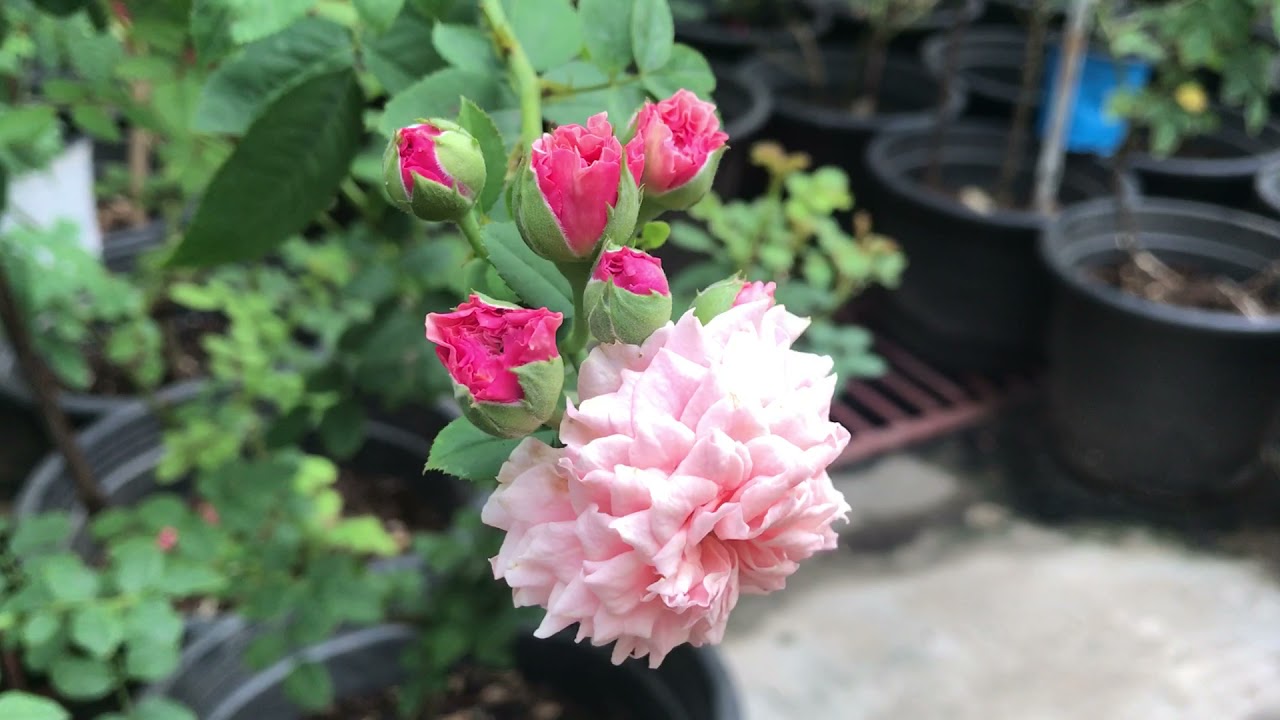 Rose - Pippin Climbing Rose - YouTube