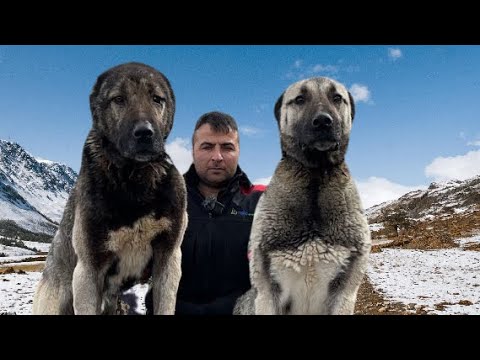 DAĞLAR’DA UNUTULAN MUHTEŞEM KANGAL KÖPEKLERİ ~ BU KADAR İYİSİ ZOR BULUNUR !!!