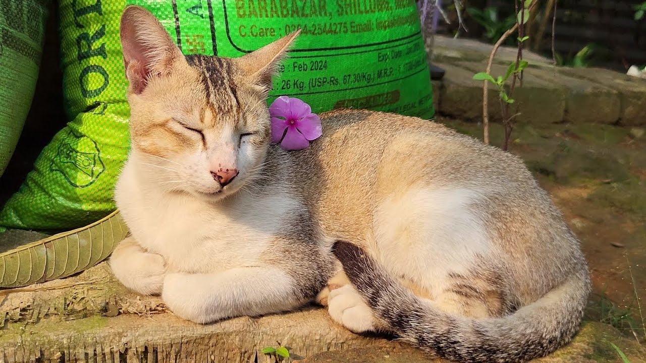 existing 🌱ft. my cat chunu muni 🐈🕊🫧🪽🦋 - YouTube