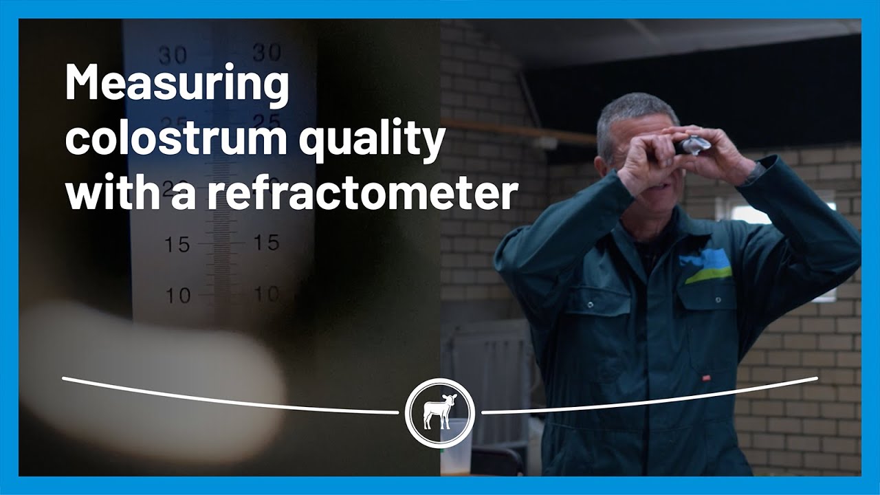 Measuring colostrum quality with a refractometer. Young stock ...