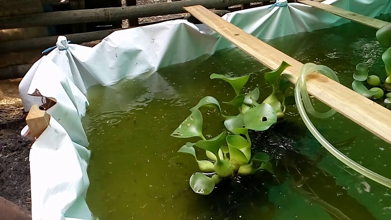 cara merawat benih ikan gabus 7000rb ekor usia 1minggu di kolam sempit ...