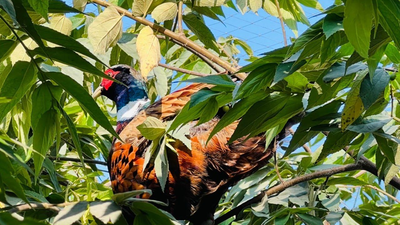 📞 9868789045-9810510221 kalij farm madhumalla morang koshi. 🌼🌻🌾🌽💥💎 ️ ...