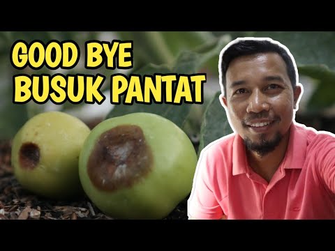cara mencegah busuk pantat pada buah tomat ( blosoom end root )