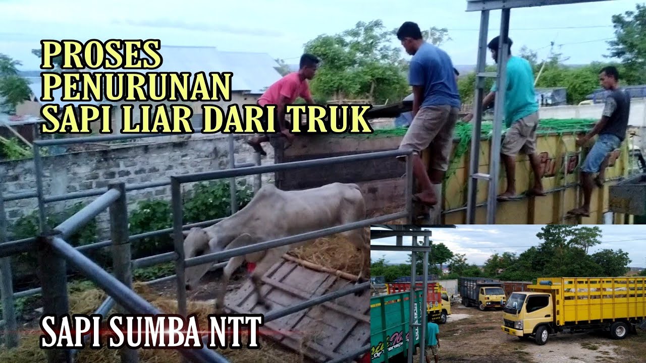 Proses penurunan sapi Ongole Sumba dari truk - YouTube