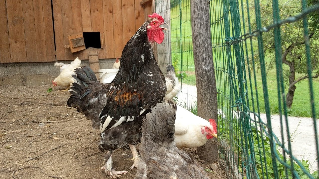 Rooster Crowing in the morning - Chicken Sound Effects - Non Stop ...