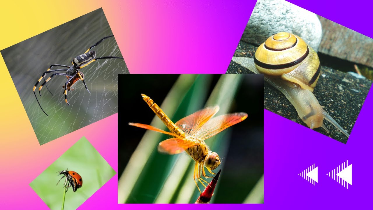 Wiggle & Giggle with Happy Bugs! Sing-Along with Insect Friends! - YouTube