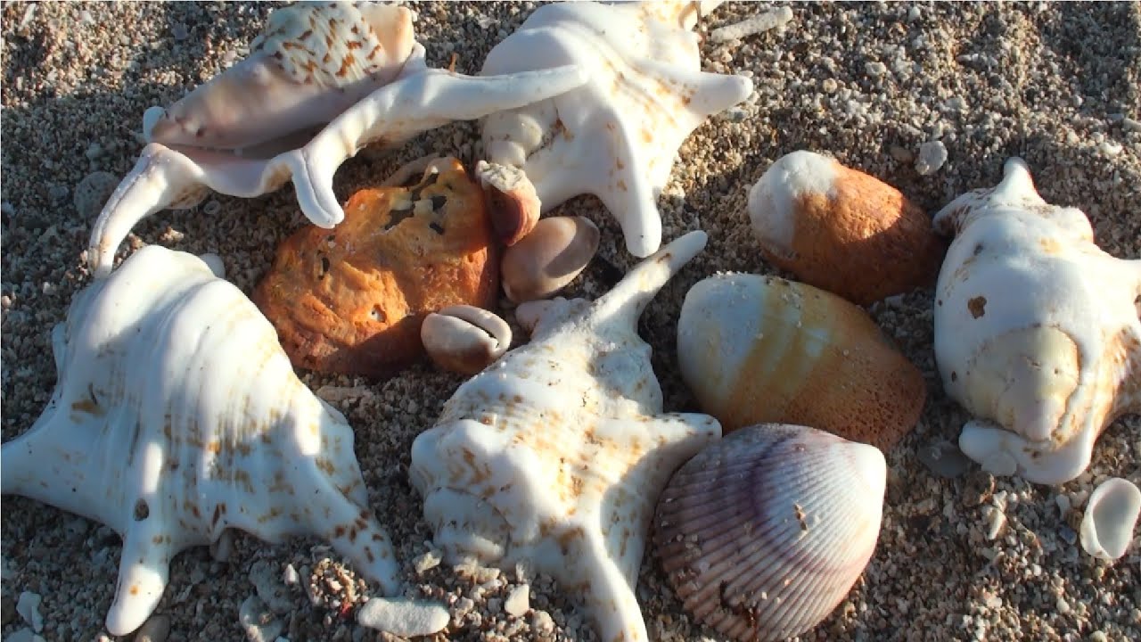 Seashell Hunting Adventure on the Beach - YouTube