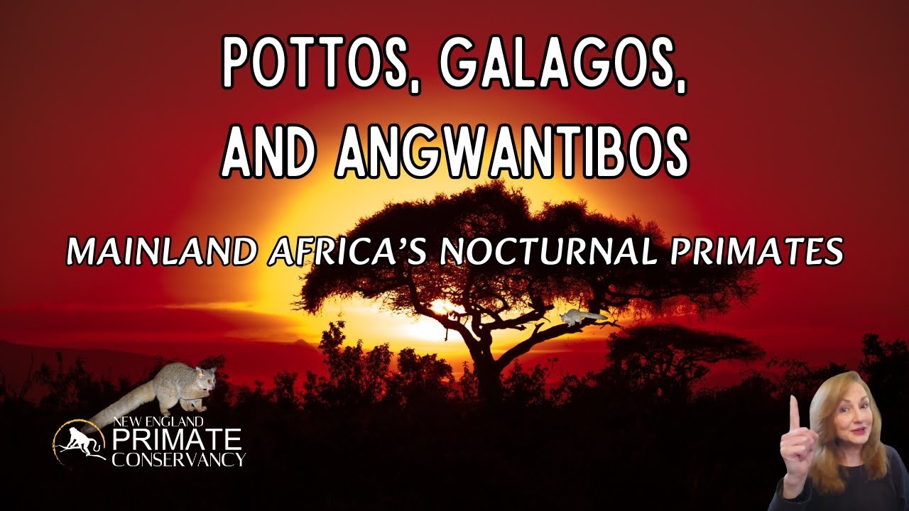Prosimians of Africa—Pottos, Angwantibos, Galagos (Videocast Episode 9 ...