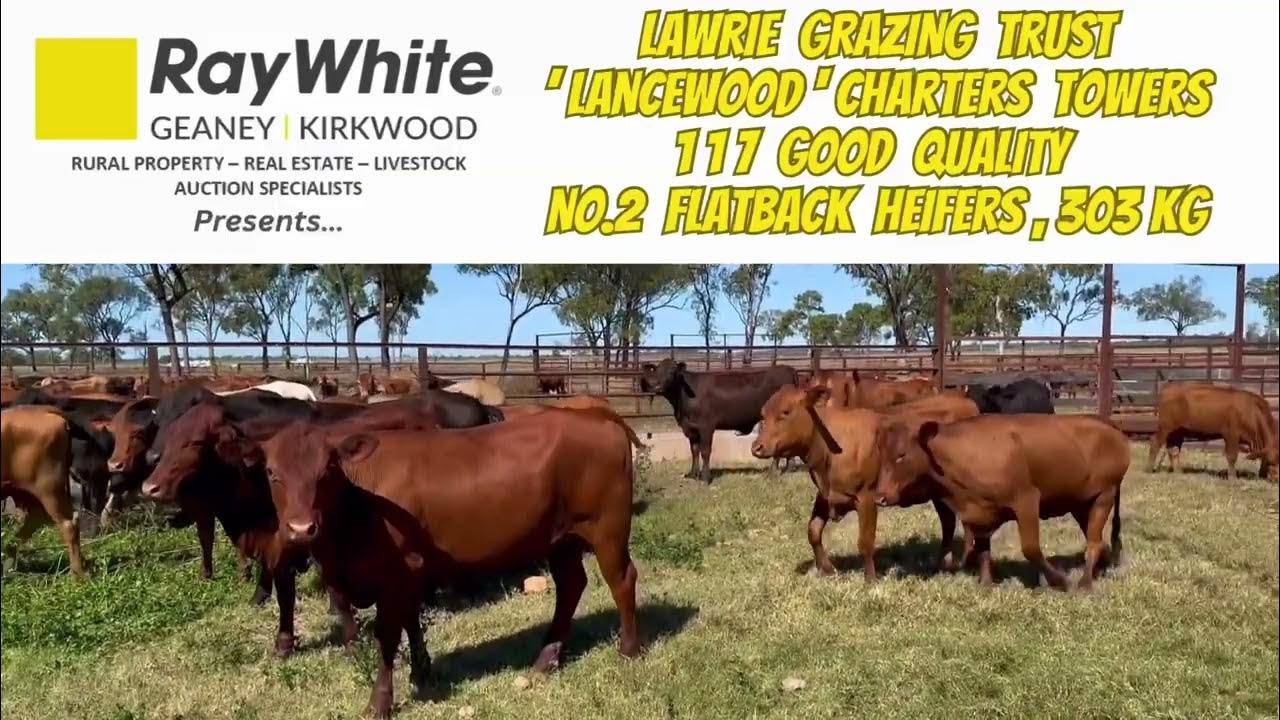 Lawrie Grazing Heifers - Auctions Plus Weaner & Yearling Sale 14.07.23 - YouTube