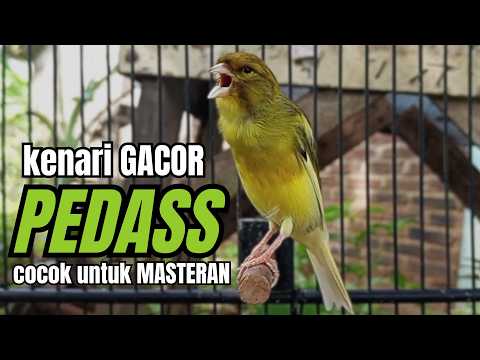 Masteran KENARI GACOR ngeroll panjang,Cuit Cuit Emosi AMPUH bikin kenari nyaut ,Masteran MURAI BATU