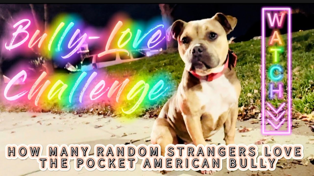 #BULLYLOVE CHALLENGE | How Many Random Strangers Know & Love The ...