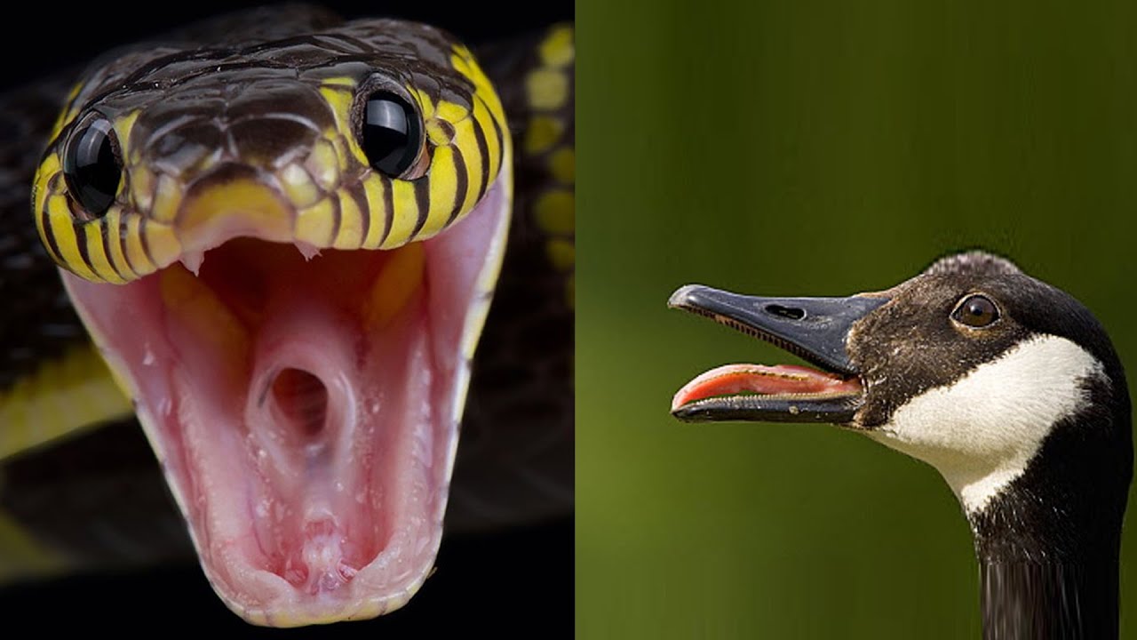 Anaconda Attack Goose # Safari Videos - YouTube
