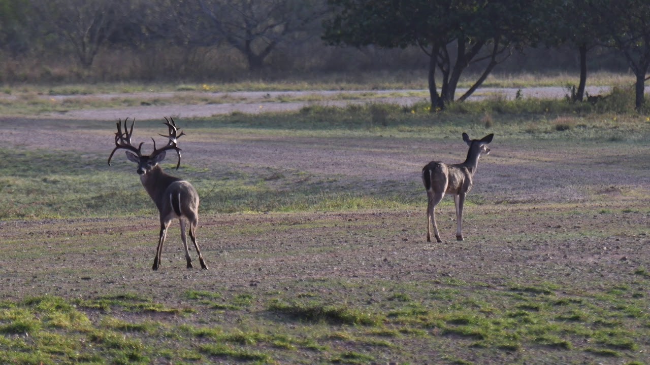 Bruni Ranch - Loma Alta - YouTube