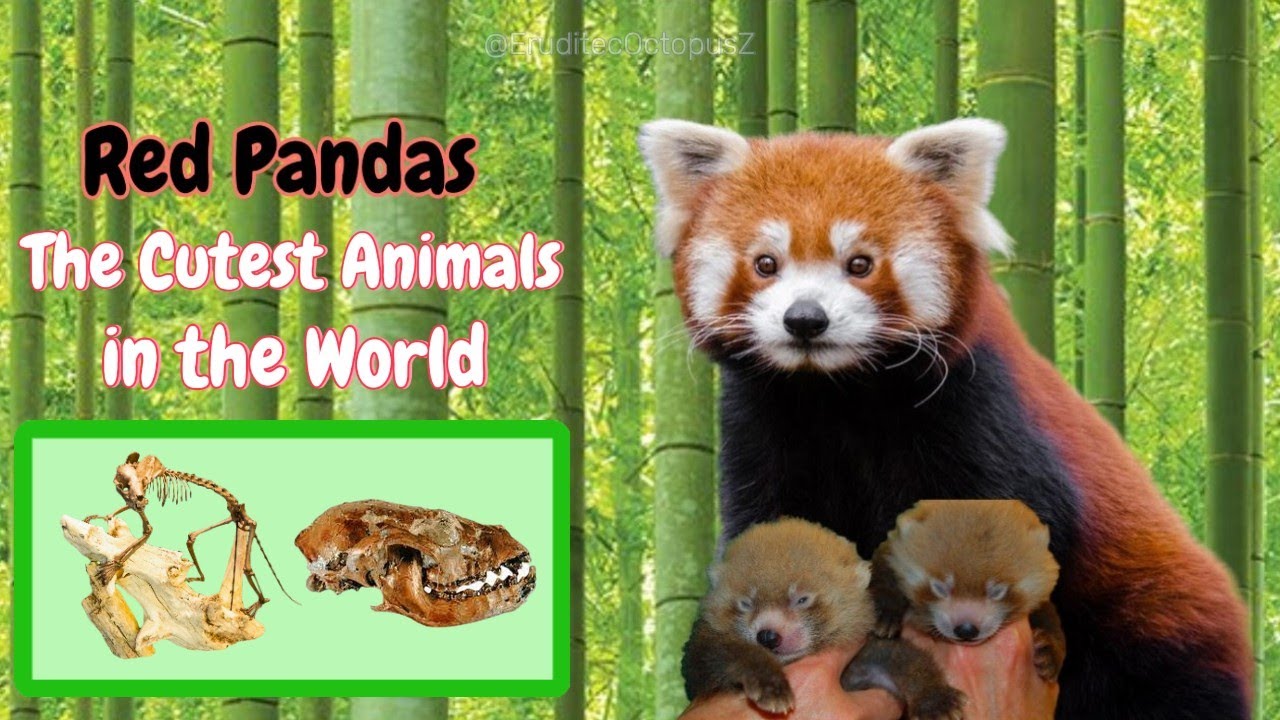 Red Pandas: The Cutest Animals in the World - Erudite Octopus - YouTube