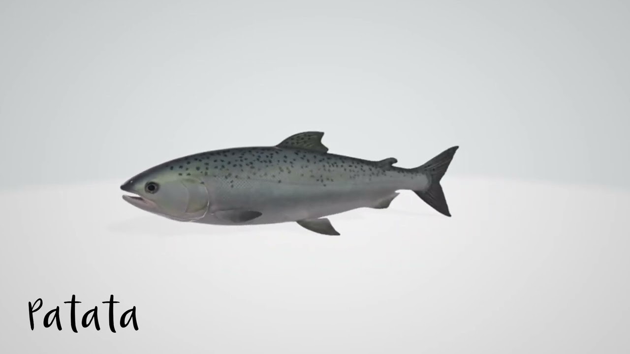 High quality fish but low quality Funky Town - YouTube