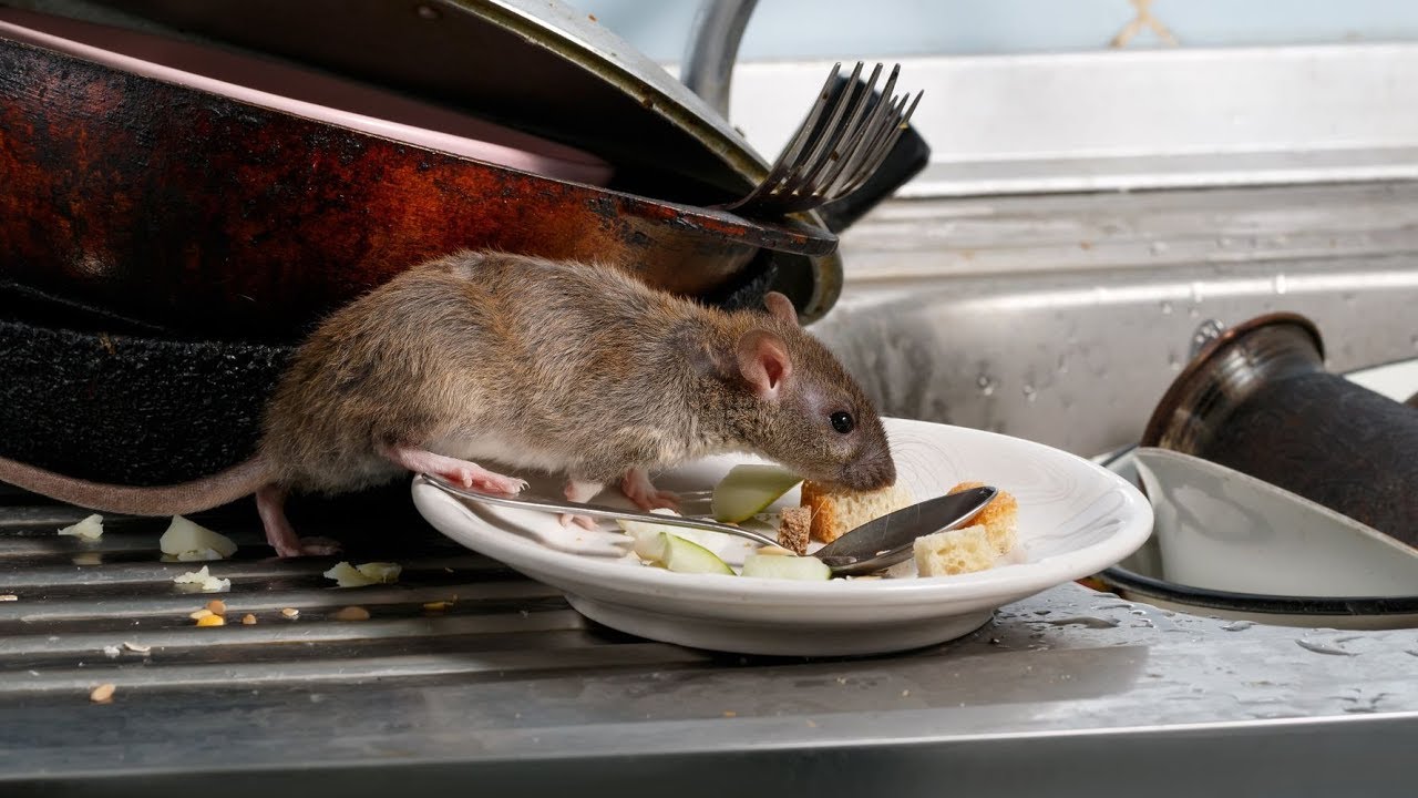 CDC Warns Of 'Aggressive Rodent Behavior' As Lockdown Eases - Today ...