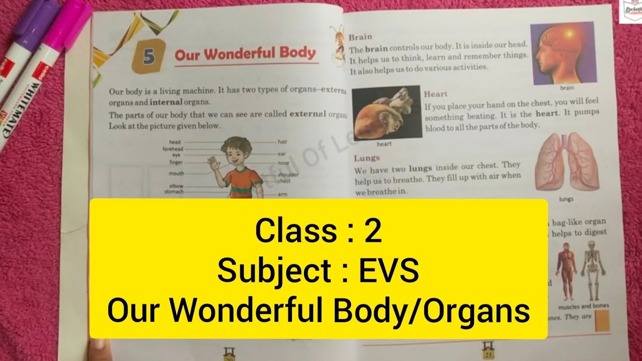 Class 2 EVS Our Wonderful Body Class 2 EVS Internal Organs And External Class 2 EVS Our Wonderful Body Class 2 EVS Internal Organs And External