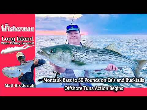 Long Island - East End Fishing Reports - The Fisherman