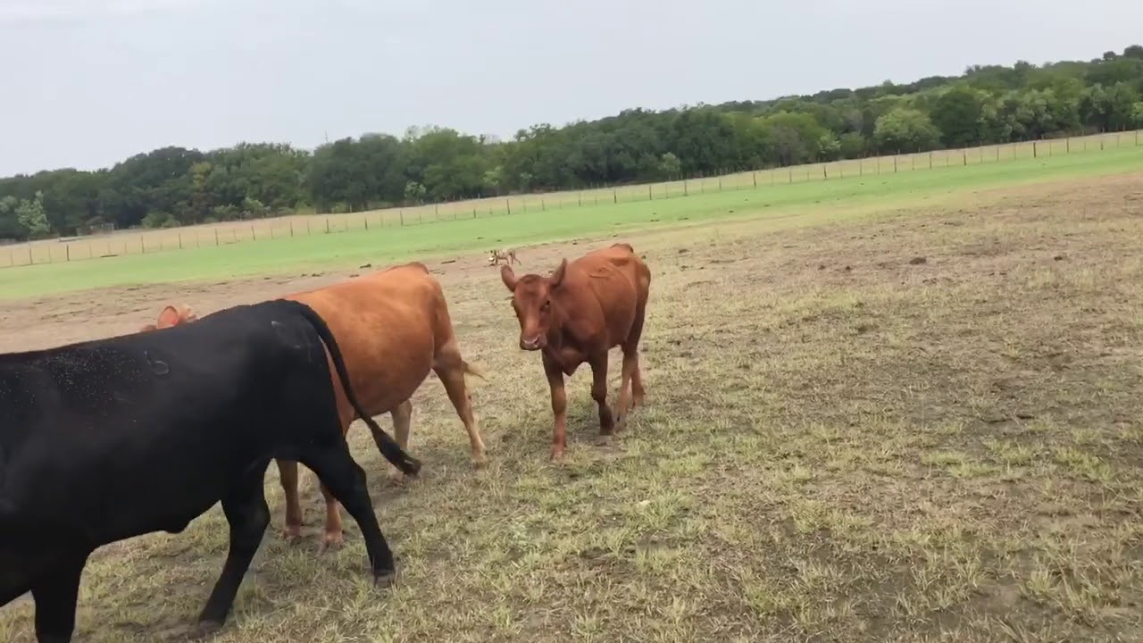 Ruby- 14 month old Hangin Tree Cowdog - working on slowing down and ...