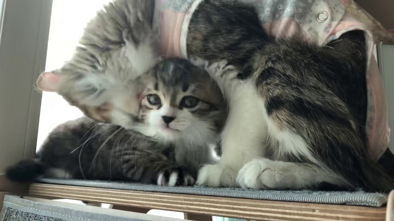 50 days old kittens 새끼고양이 50일차 - YouTube