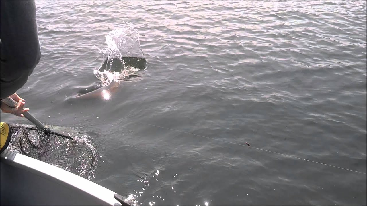 How To Catch A Musky - YouTube