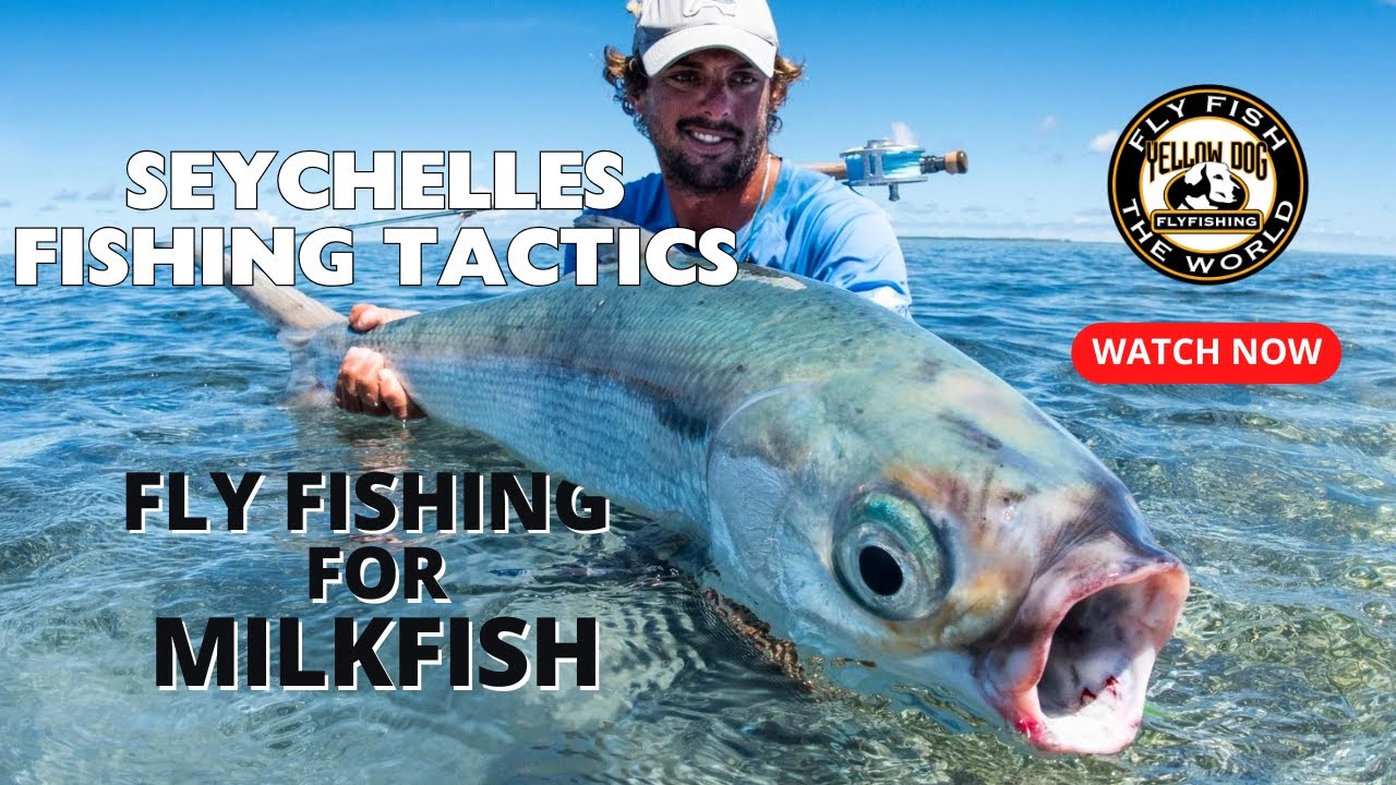 Fly Fishing for Milkfish | Seychelles Fishing Tactics - YouTube