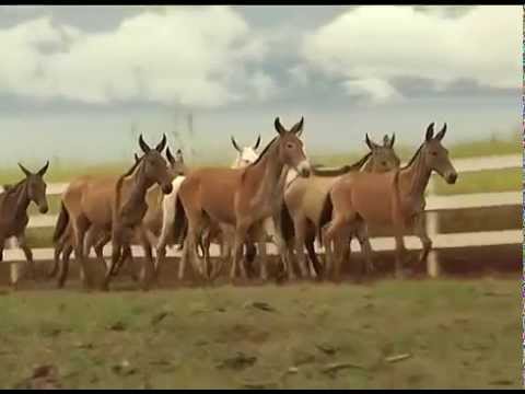 12 BURROS DE PELAGEM DIVERSAS - YouTube
