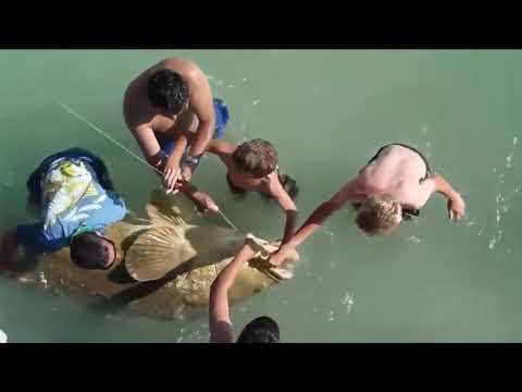 Dev balığı kıyıya çıkarmak için zor anlar