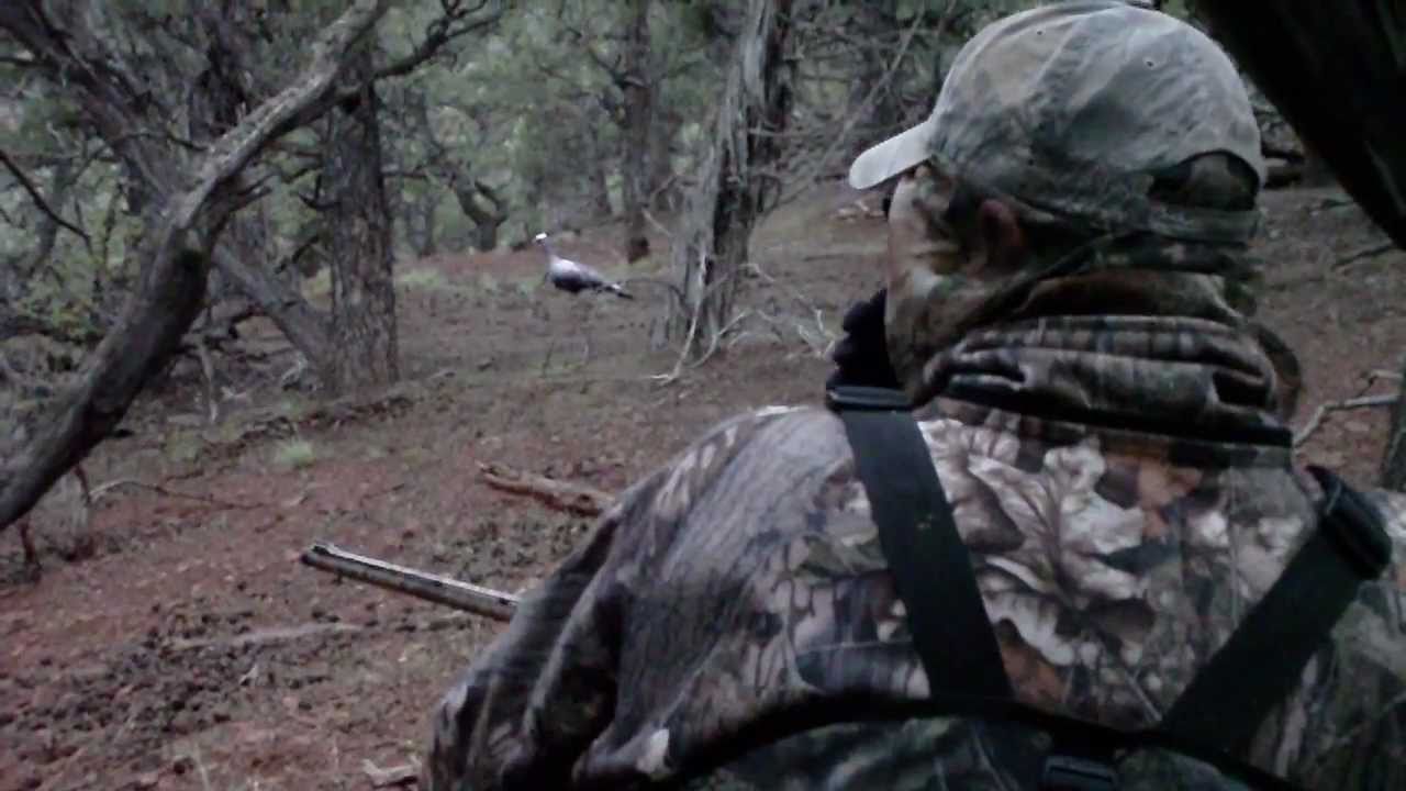 Colorado High Country Spring Turkey Hunt - YouTube