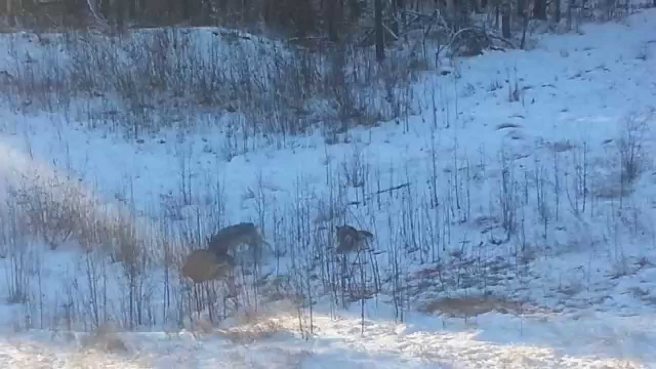 Wolves Chasing Deer
