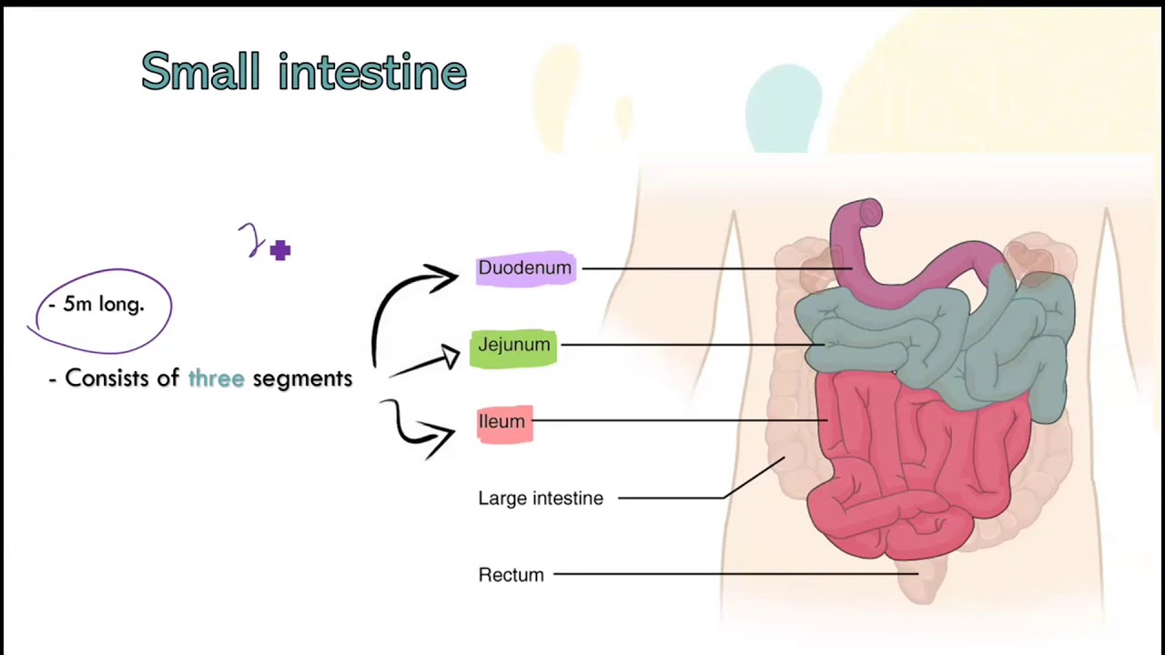 Anatomy and physiology of GIT (part1) - YouTube