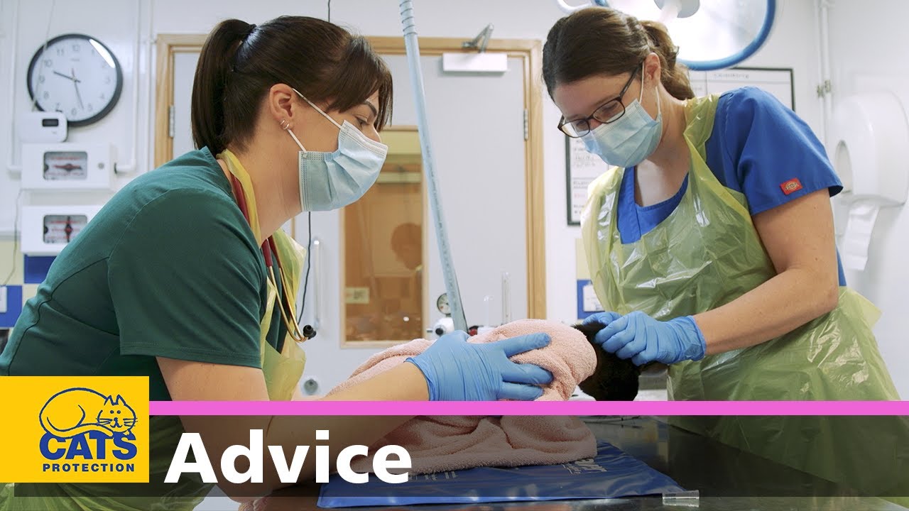 The benefits of neutering | Part 1 - YouTube