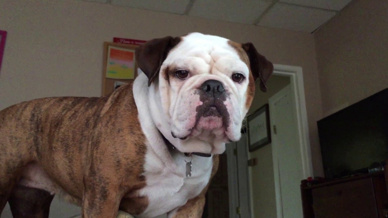 Beautiful Bulldog being Brave - YouTube