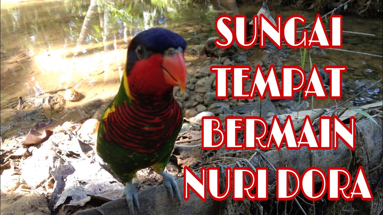 burung nuri dora sulawesi senang bermain di sungai burung yang cerdas ...